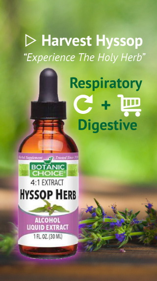 The Holy Herb: Hyssop Benefits - Healthy Insights