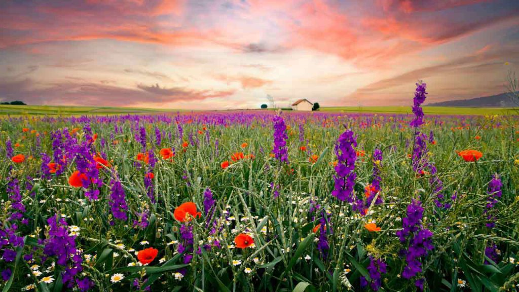 Spotlight on Larkspur and Water Lily – July’s Birth Flowers - Healthy ...