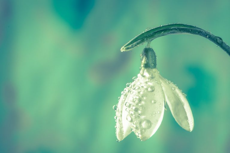 Celebrate with a Bouquet of January’s Birth Flowers – Healthy Insights