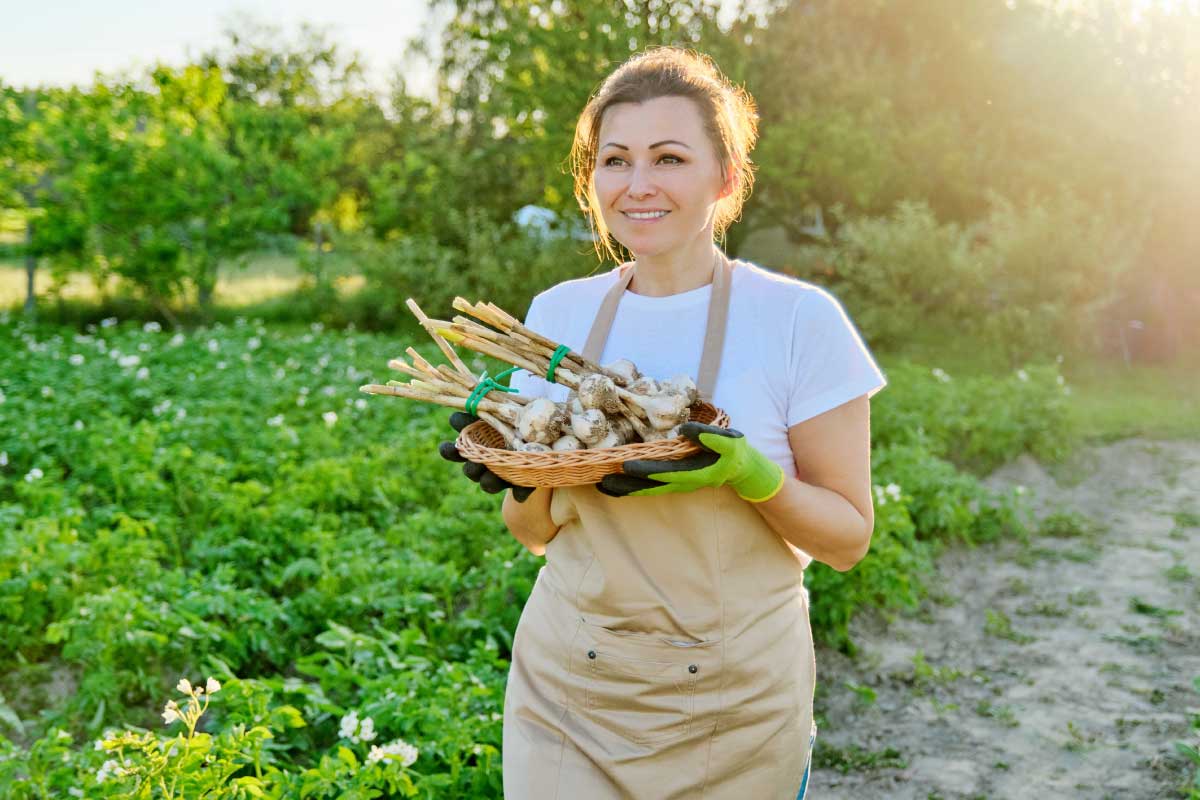 5 Insights: Garlic and The Heart – Healthy Insights