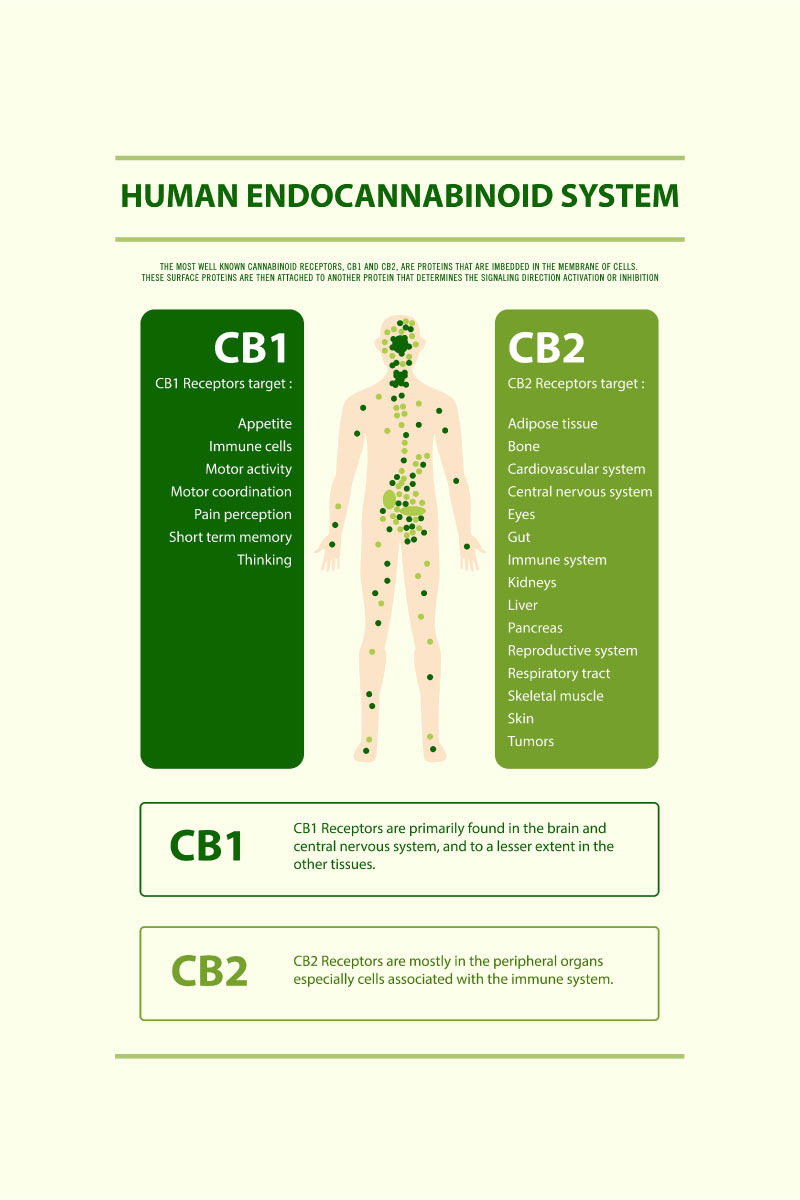 CBD: How It Works and Top Health Benefits – Healthy Insights