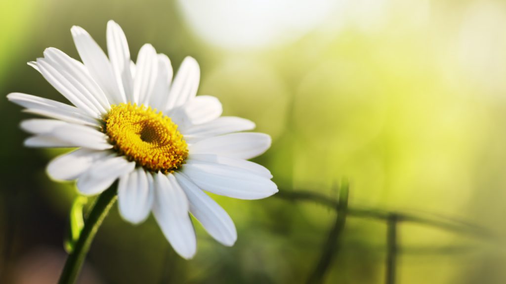 Get Happy with April Birth Flowers – Healthy Insights