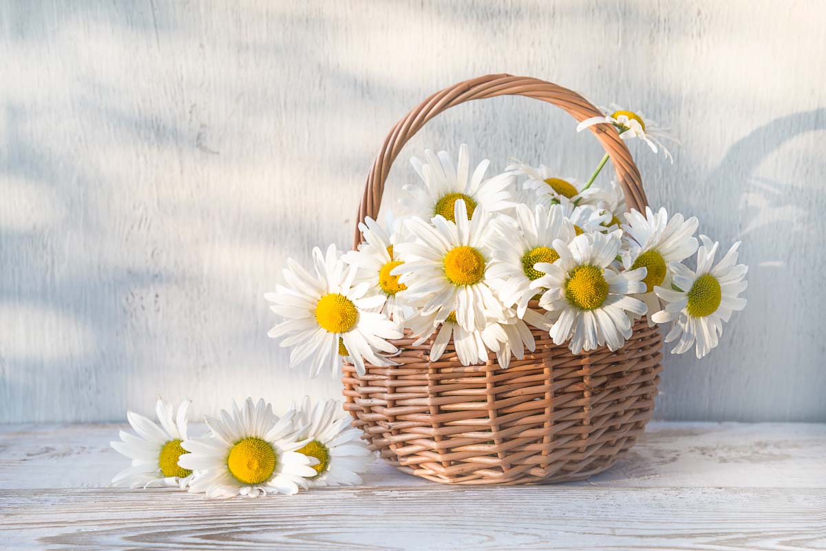 Get Happy with April Birth Flowers – Healthy Insights