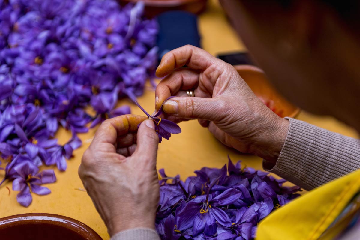 10 Fun Facts about Saffron – Healthy Insights