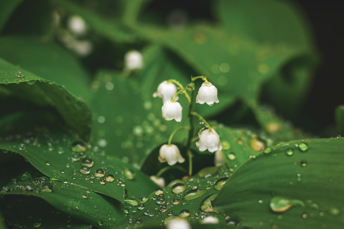 Get Ready for Summer with May Birth Flowers - Healthy Insights