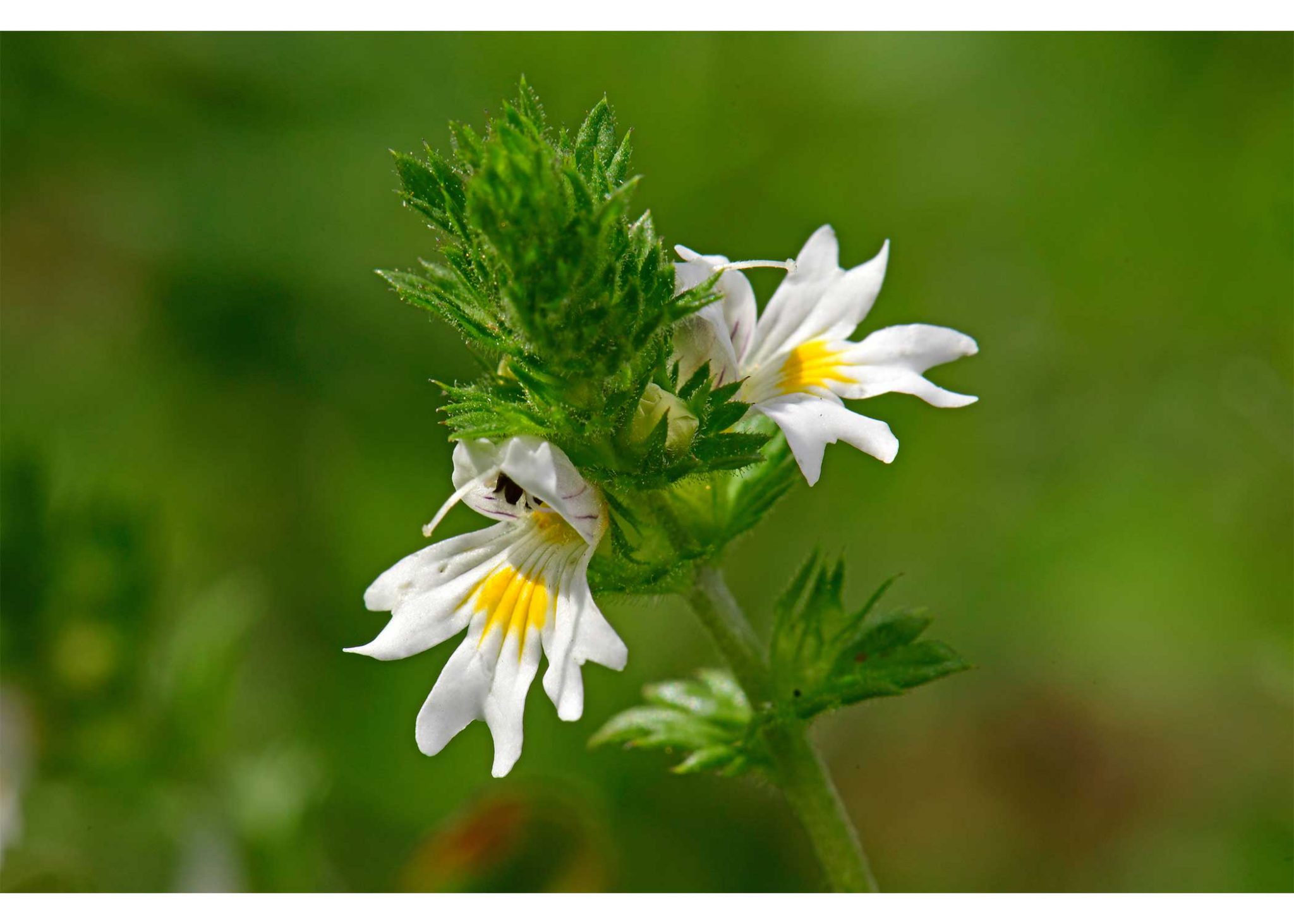 I Spy with My Little Eyebright… The Eye Herb! – Healthy Insights