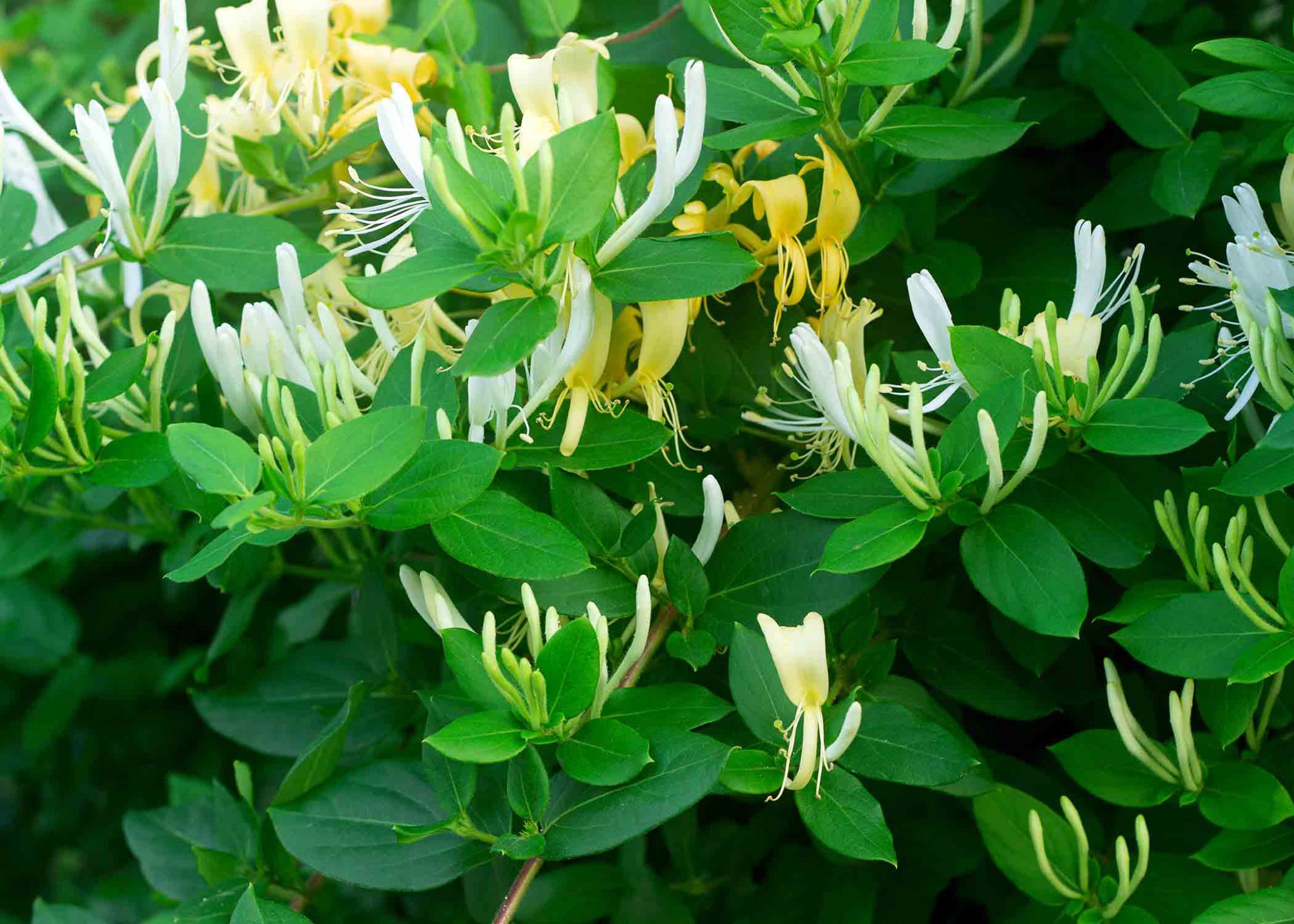 Spotlight of Rose and Honeysuckle – June’s Birth Flowers – Healthy Insights