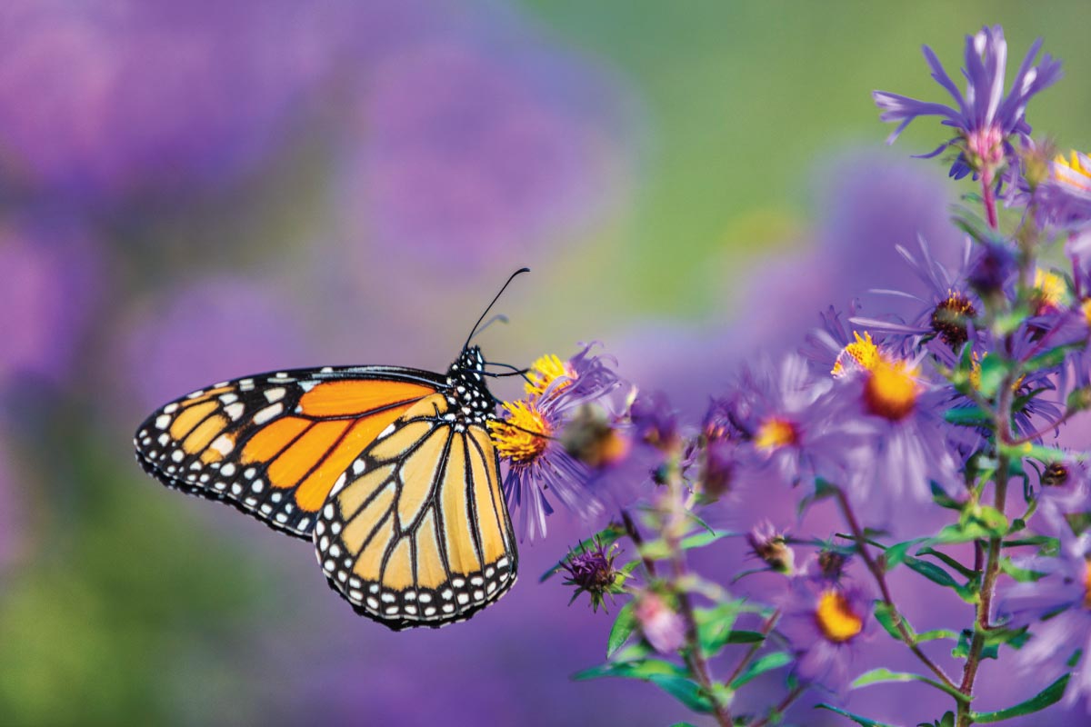 Facts about September’s Birth Flowers: Aster and Morning Glory ...