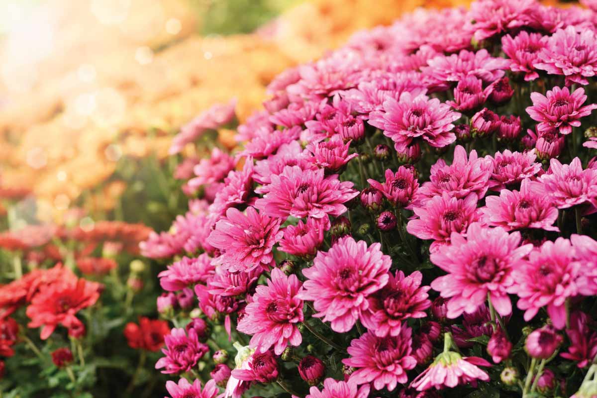 All About November’s Birth Flowers - Healthy Insights