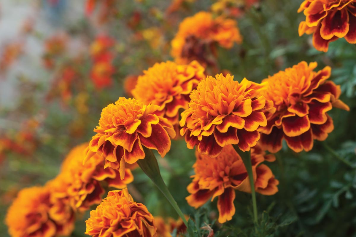 Celebrate October Birthdays with these Vibrant Birth Flowers – Healthy ...