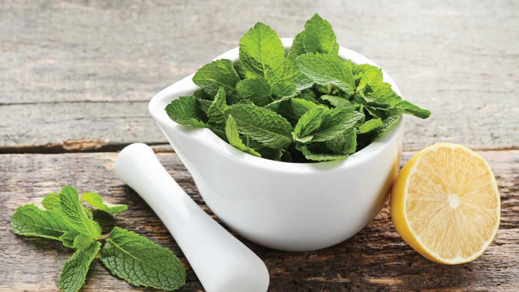 Lemon Balm Benefits and Uses - Healthy Insights