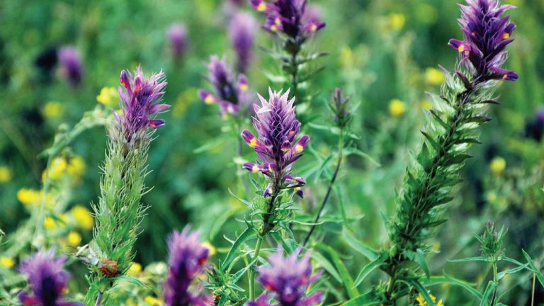 Astragalus - 9 Essentials To Know Before Taking - Healthy Insights