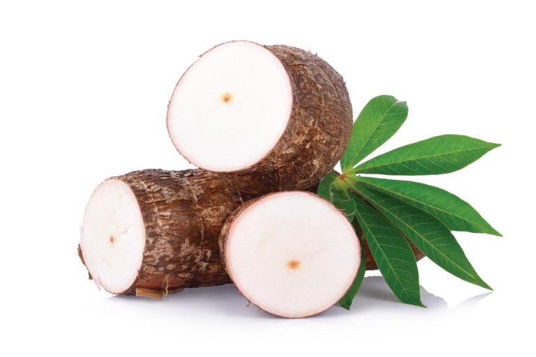 Yucca Root – Guide – Healthy Insights